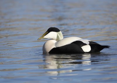 Wissenswertes: Entenvögel | Jägerschmiede
